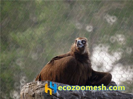 zoo-mesh phantom-mesh aviary-mesh Bald-Eagle-aviary-mesh (3) | Zoo Mesh ...