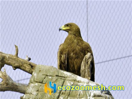 zoo-mesh phantom-mesh aviary-mesh Eagle-aviary-mesh (4) | Zoo Mesh ...