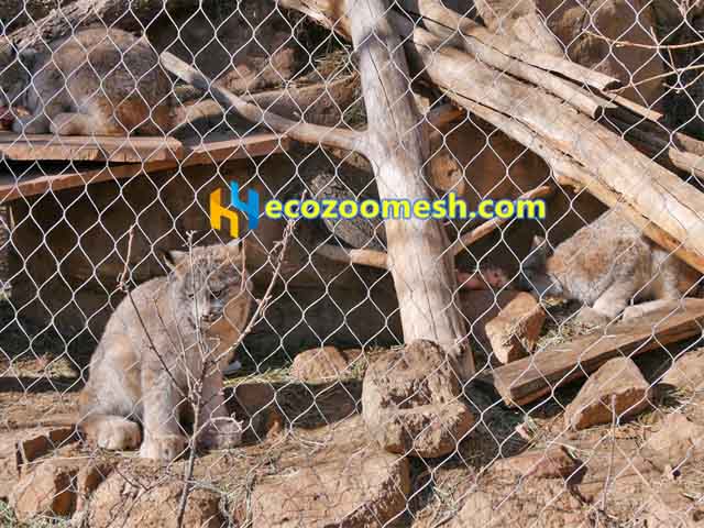 9-26 small cat mesh | Zoo Mesh Supplier-Hengyi