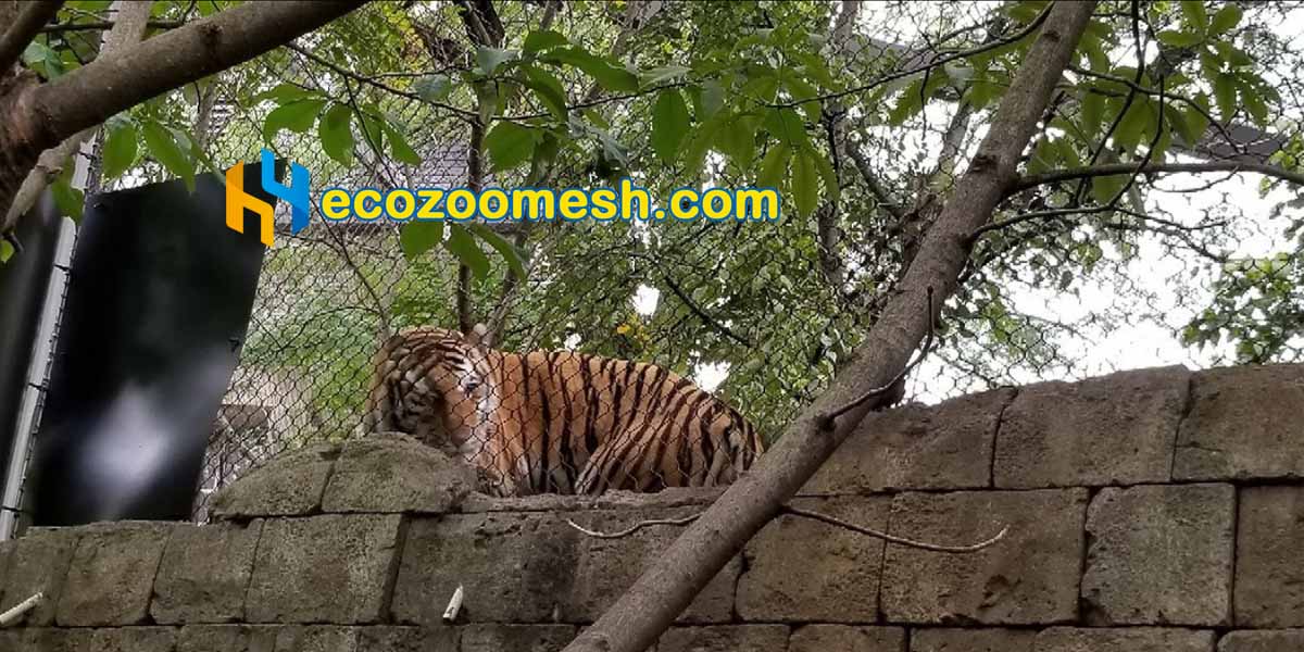 Zoo Enclosure for Siberian Tiger | Zoo Mesh Supplier-Hengyi