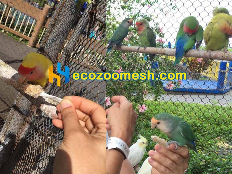 Hand Woven Steel Bird Netting for Sale | Zoo Mesh Supplier-Hengyi